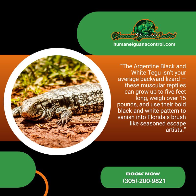 Invasive tegu lizards in Florida: A growing threat