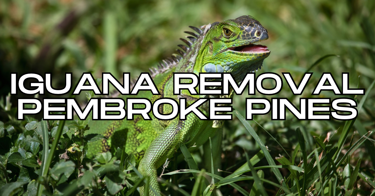 Iguana Removal Pembroke Pines - Iguana Removal Near Me - Humane Iguana ...
