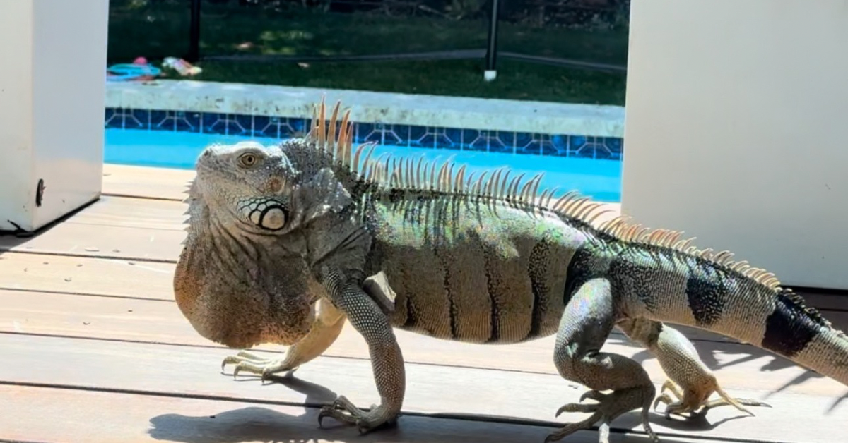 Dealing With Iguana Poop in Your Pool - Effective Iguana Removal Near Me