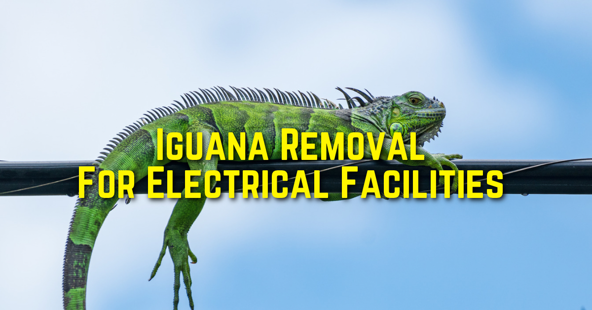 Iguana Removal For Electrical Facilities - Iguana Removal Near Me - Humane Iguana Control