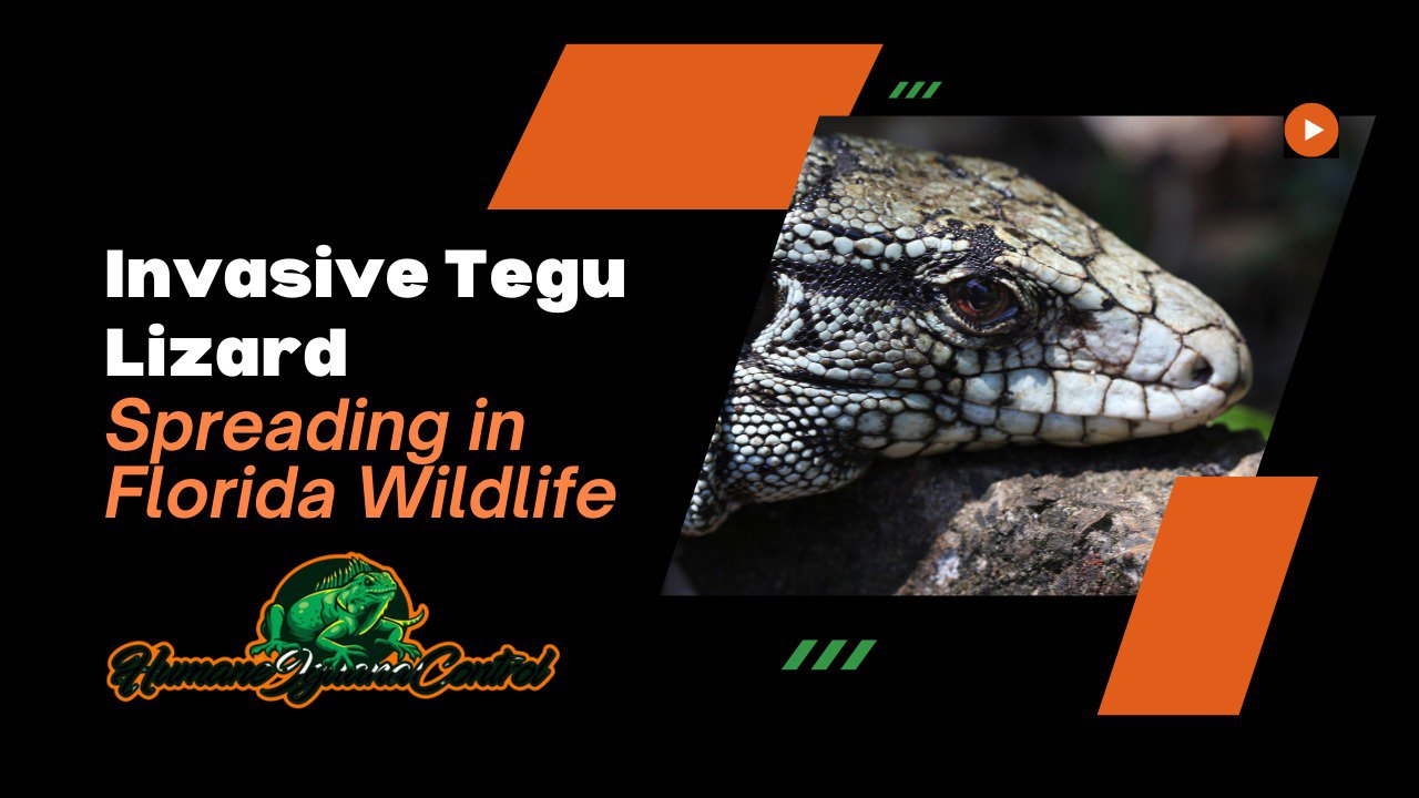Invasive tegu lizards in Florida: A growing threat