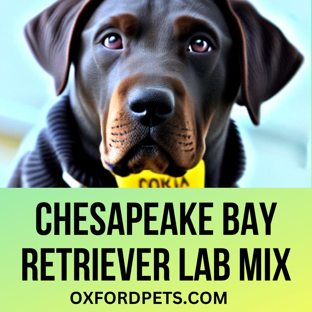 Chesapeake Bay Retriever Lab Mix Guide 101 - Oxford Pets