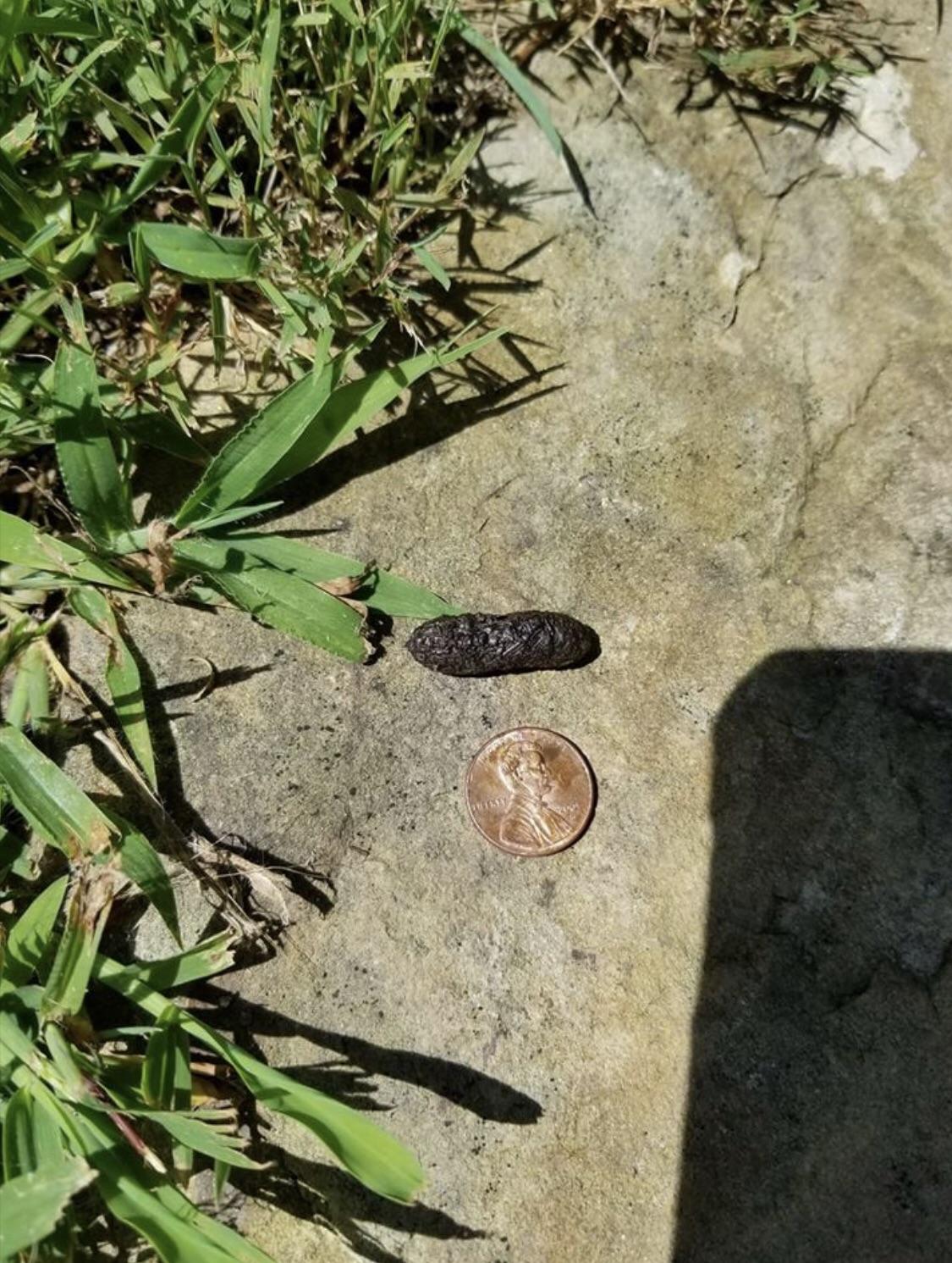 What Does A Frog Poop Look Like? (Pictures) 101 Guide - Oxford Pets