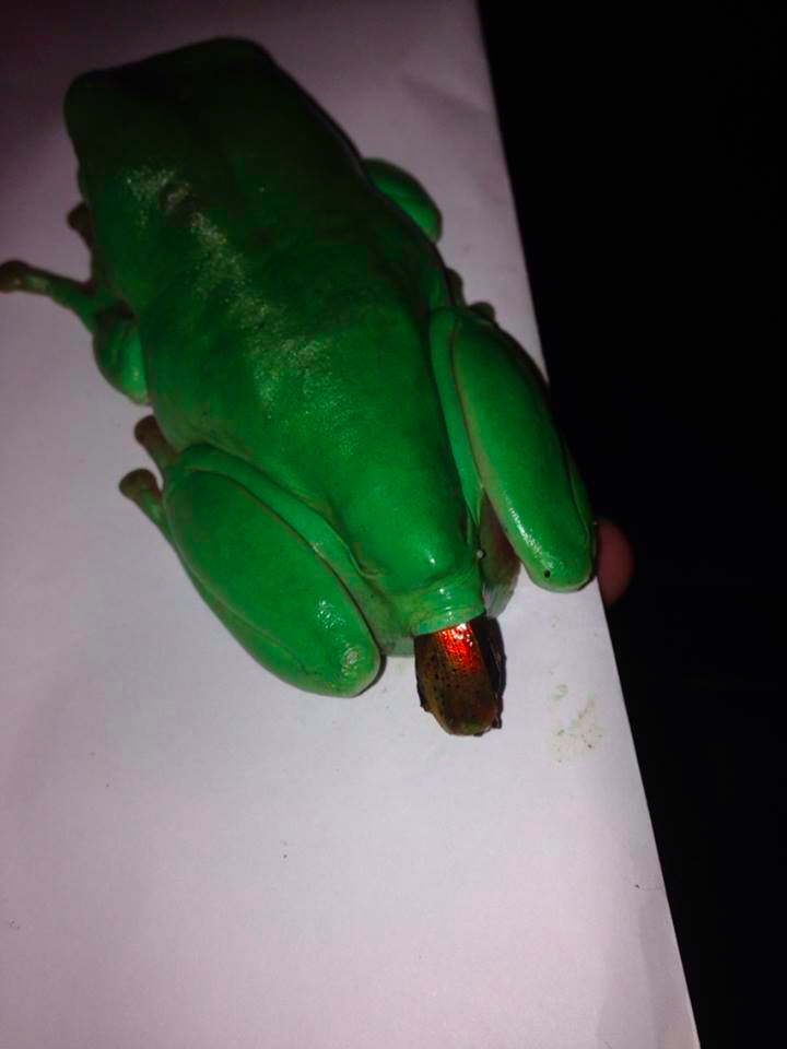 What Does A Frog Poop Look Like? (Pictures) 101 Guide - Oxford Pets