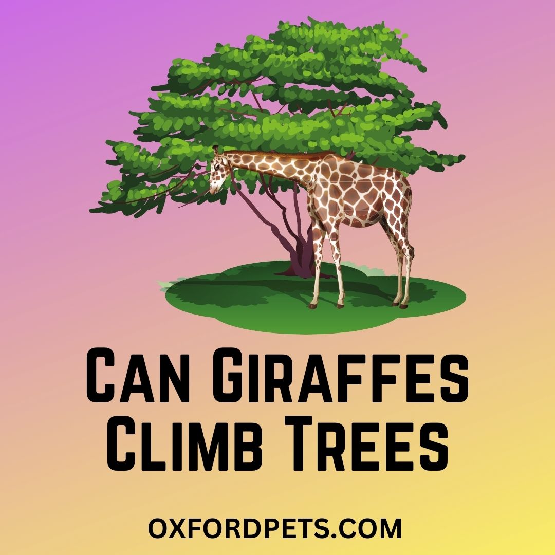 Can Giraffes Climb Trees? Truth or Myth - Oxford Pets
