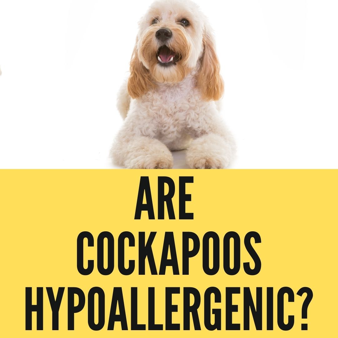 Are Cockapoos Hypoallergenic? - Oxford Pets