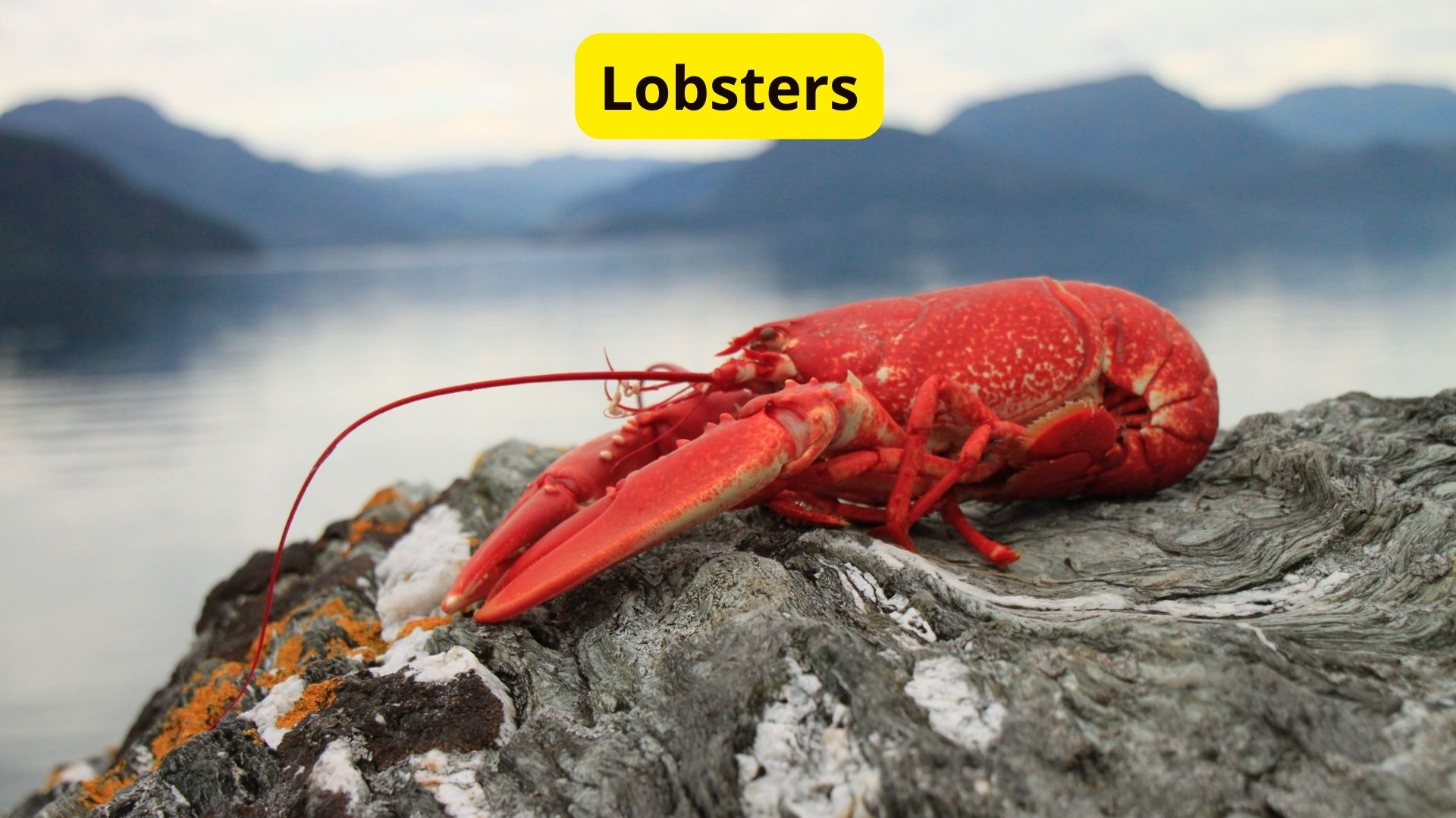 25 Animals With Different Colored Blood: Blue, Green, Purple & More ...