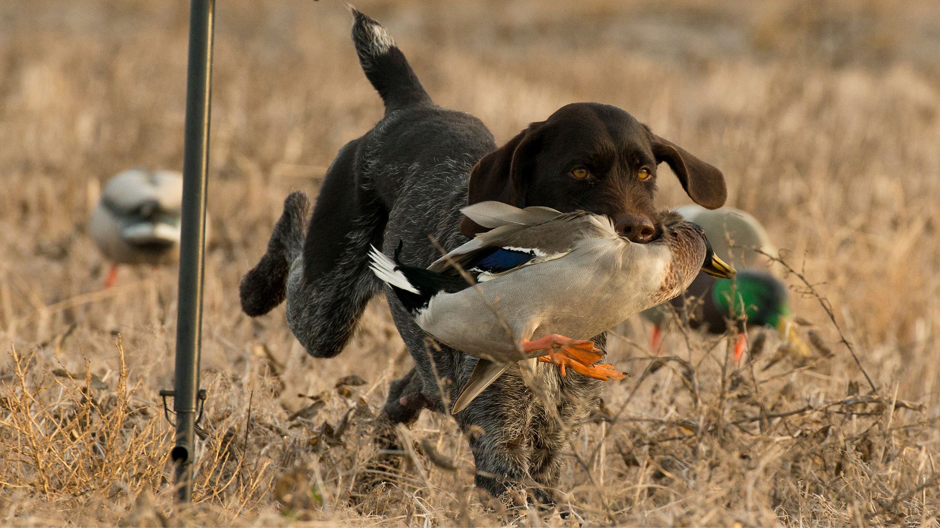 Labrador Color For Duck Hunting: Facts Vs Rumors - Oxford Pets