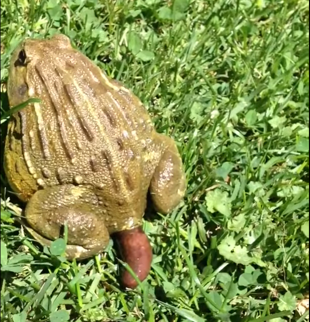 What Does A Frog Poop Look Like? (Pictures) 101 Guide - Oxford Pets