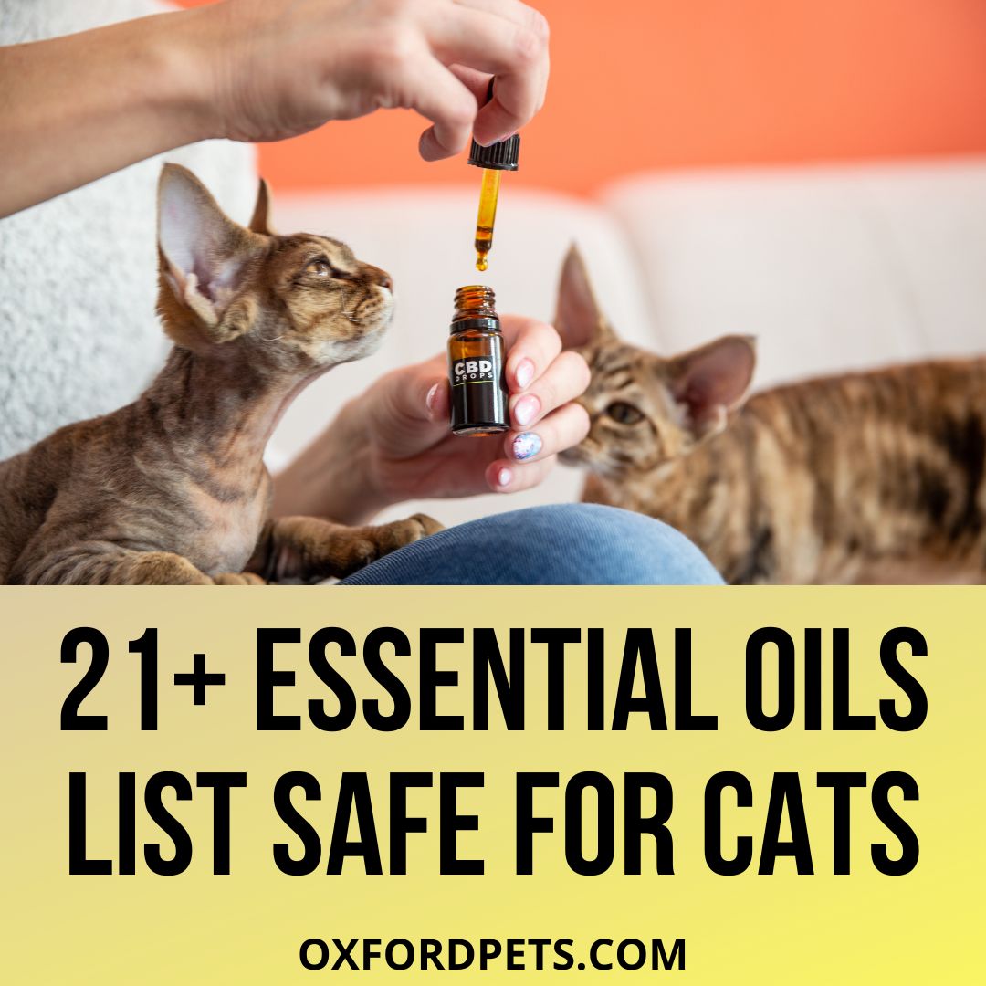 What Essential Oils Are Safe For Cats (21+ Oils Checklist) - Oxford Pets