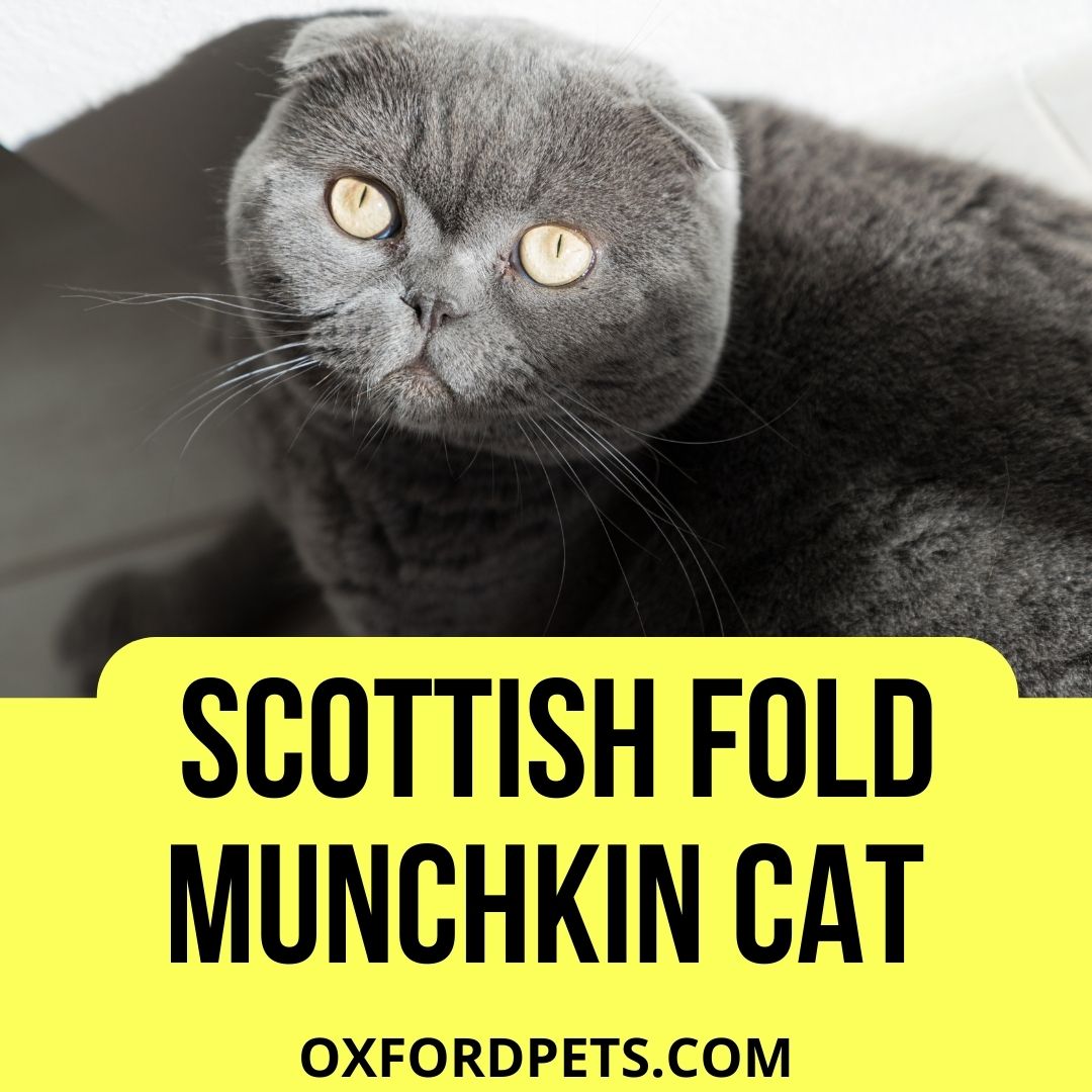 Scottish Fold Munchkin Cat: [Traits, Personality & Lifespan] - Oxford Pets