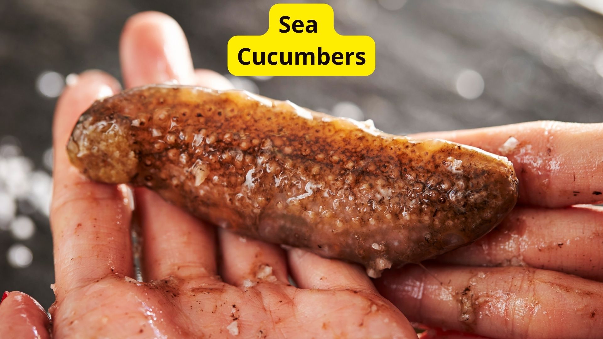 25 Animals With Different Colored Blood: Blue, Green, Purple & More ...