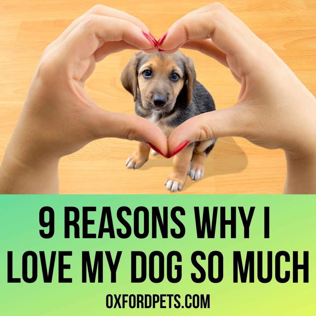 Why Do I Love My Dog So Much? 9 Solid Reasons - Oxford Pets
