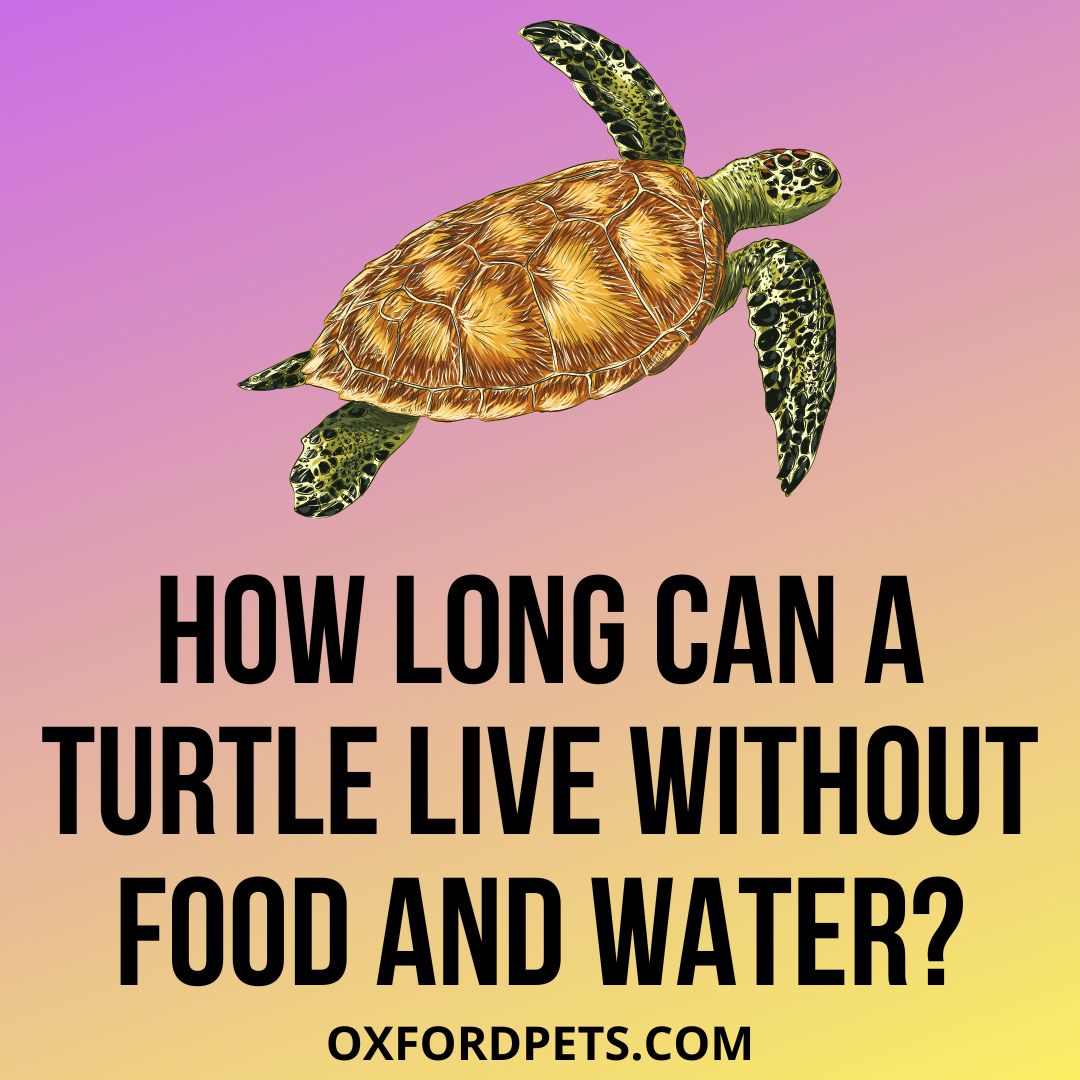 How Long Can A Turtle Live Without Food and Water? - Oxford Pets