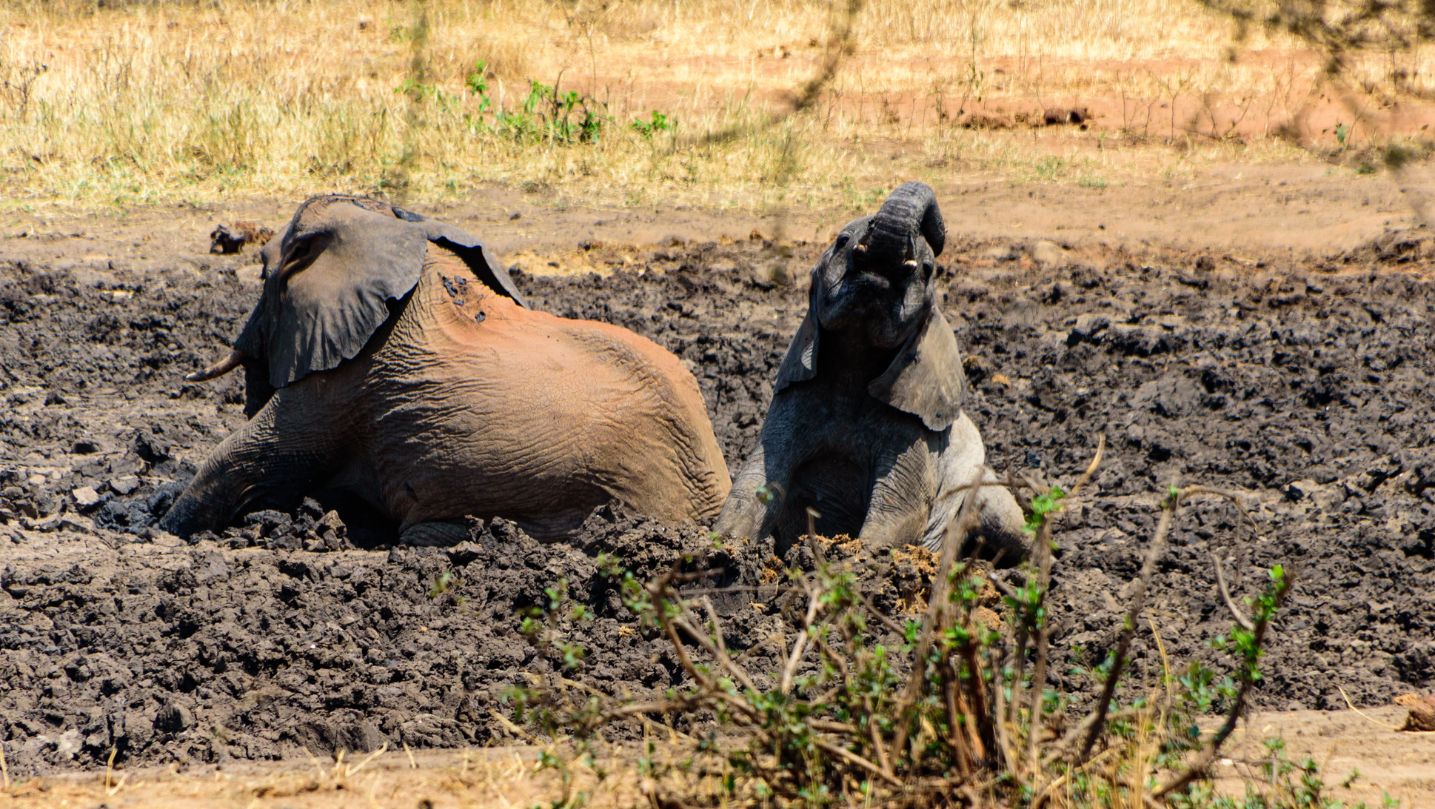 20 Animals That Wallow In Mud Or Bathe In Dust - Oxford Pets