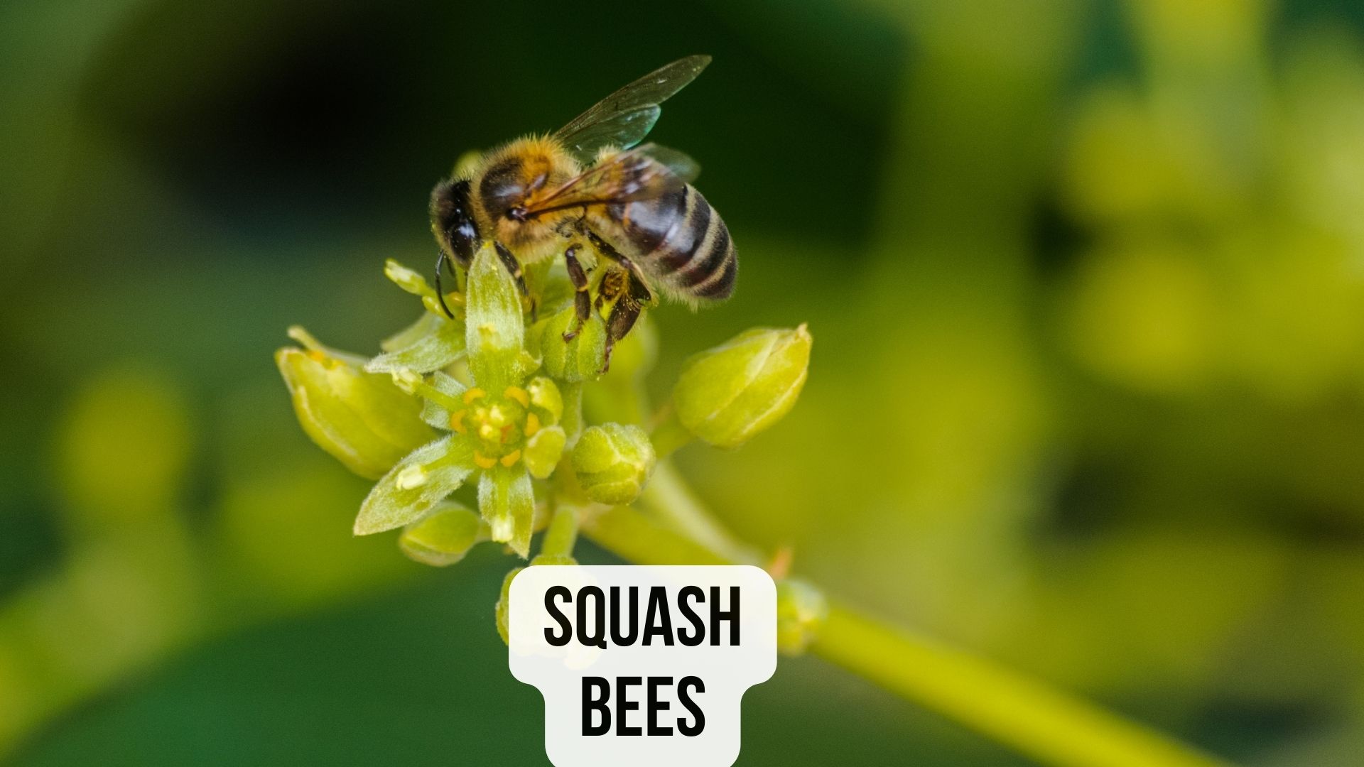 Bees That Live And Nest In The Ground: 2024 List - Oxford Pets