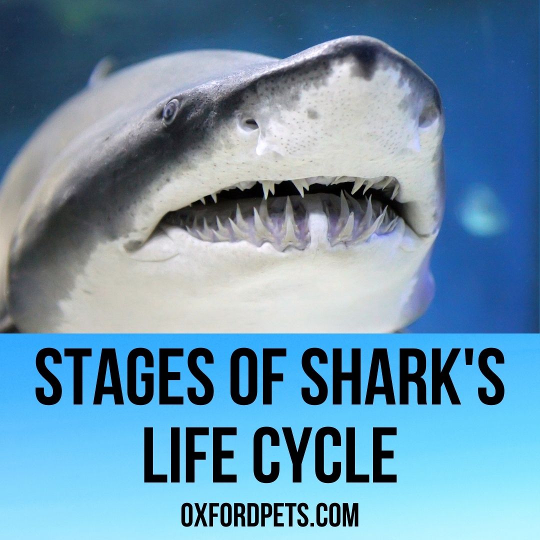 6 Stages Of Sharks Life Cycle [2022 Guide] - Oxford Pets