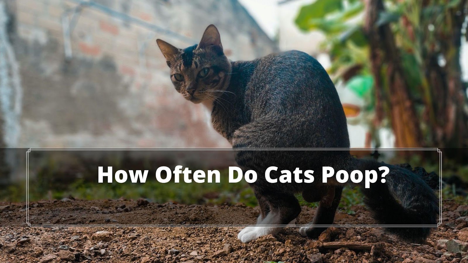 How Often Do Cats Poop? 5 Ways to Find Out and Stop it. - Oxford Pets