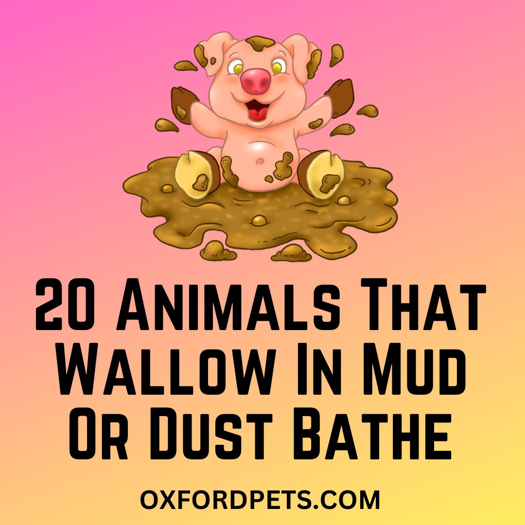 20 Animals That Wallow In Mud Or Bathe In Dust - Oxford Pets