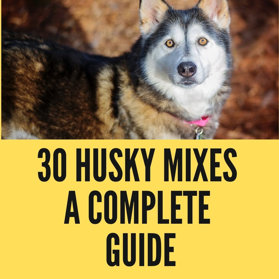 30 Husky Mixes – Everything You Need To Know About These Loyal Dogs ...