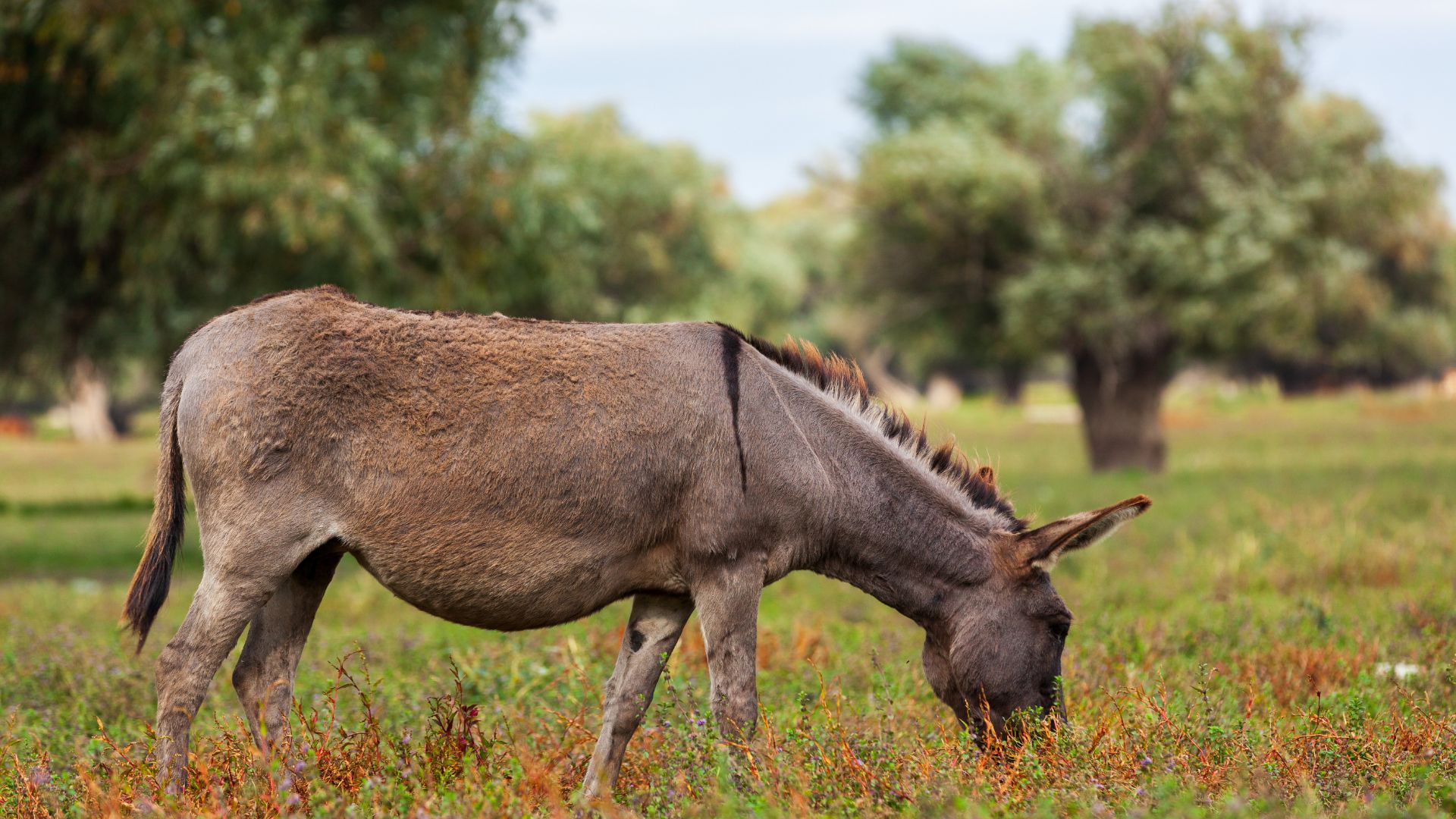 Can Donkeys Eat Alfalfa? (Facts and FAQ) - Oxford Pets