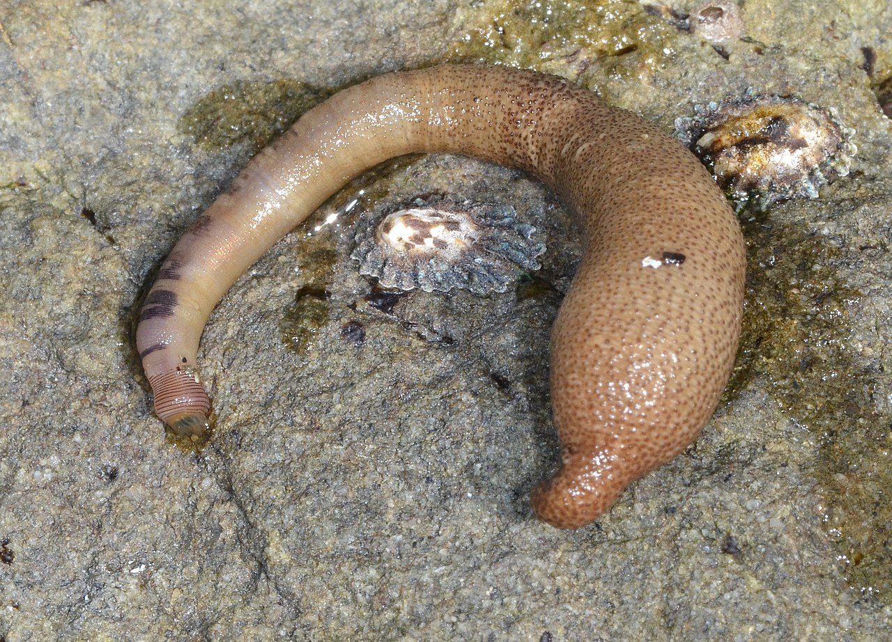 25 Animals With Different Colored Blood: Blue, Green, Purple & More ...