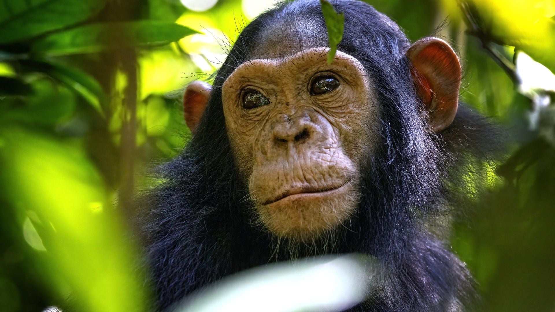 Why Do Chimps Attack The Face And Hands? - Oxford Pets