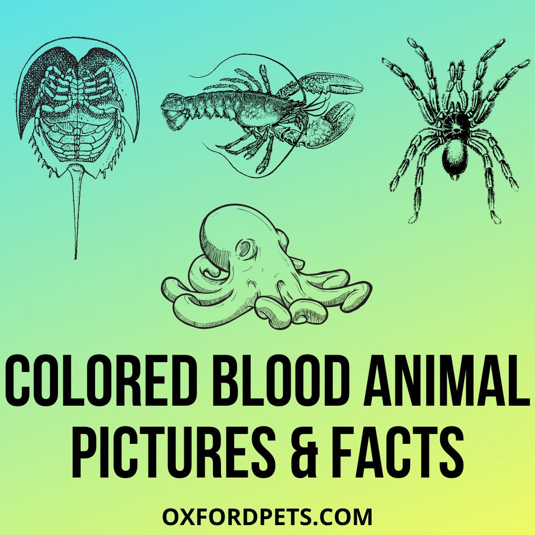 25 Animals With Different Colored Blood: Blue, Green, Purple & More ...