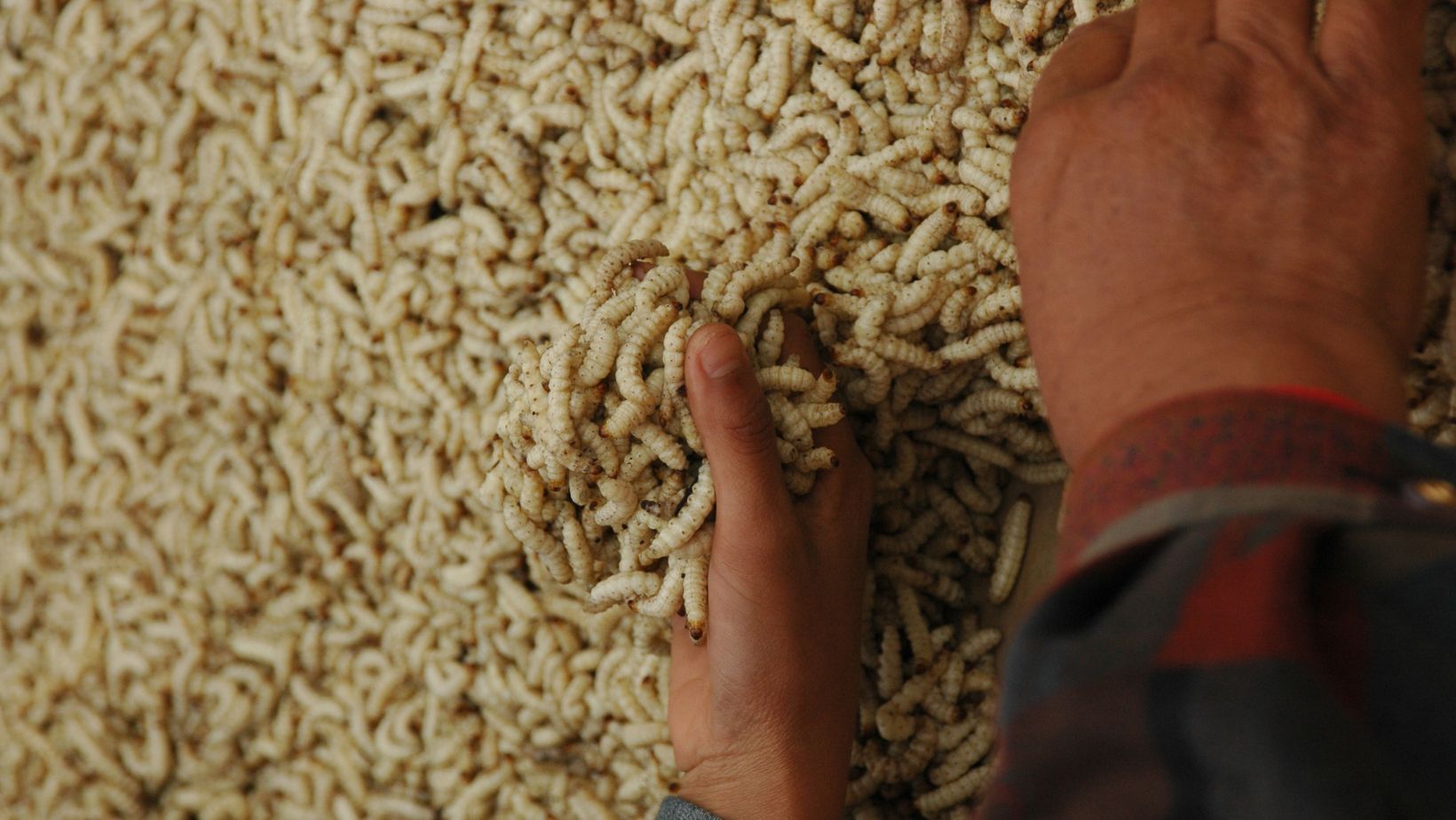 Can Chickens Eat Maggots? [5 Benefits and 4 Risks] - Oxford Pets