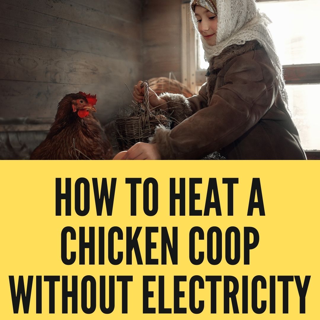 How To Heat A Chicken Coop Without Electricity? 2022 - Oxford Pets