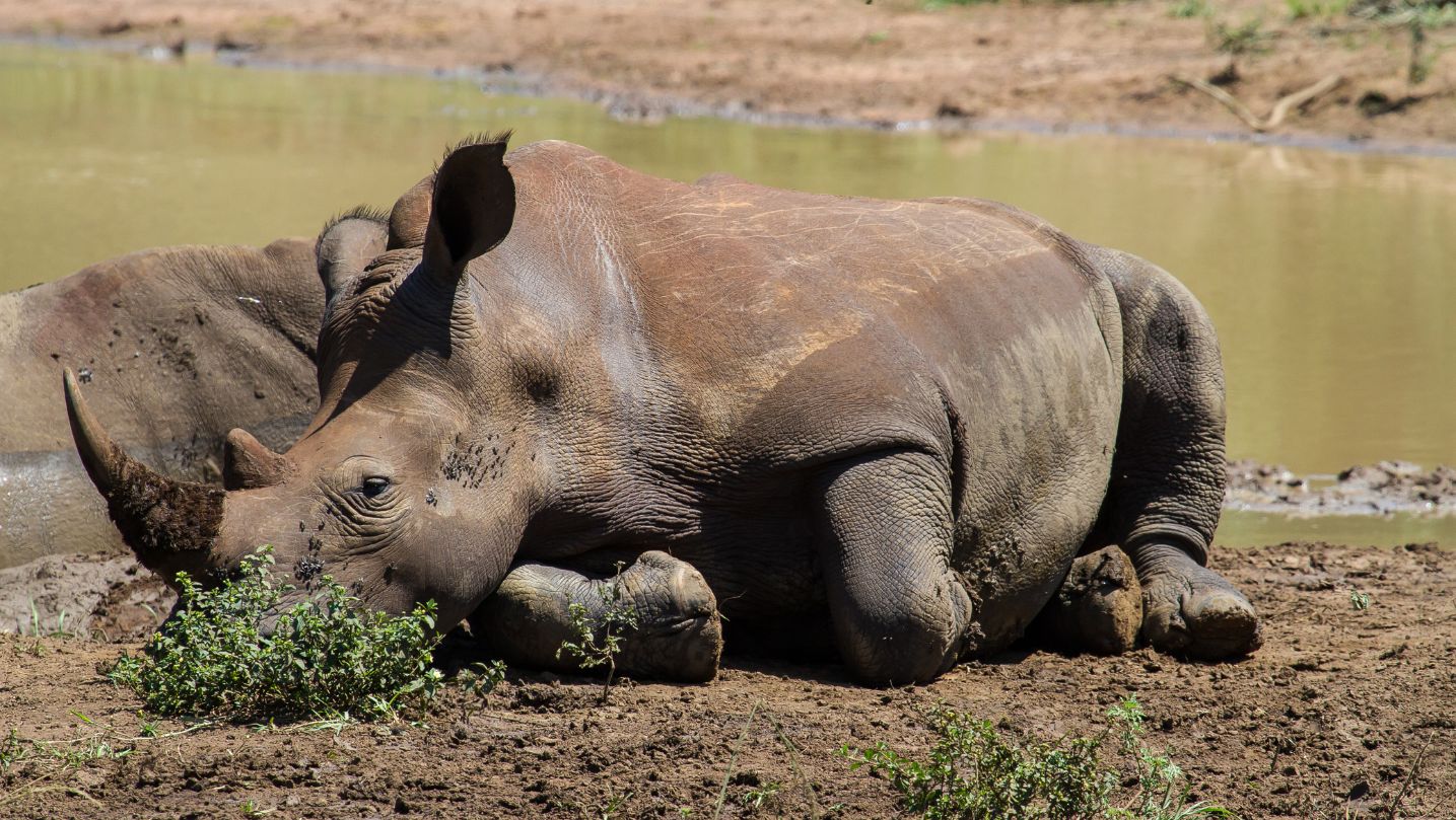 20 Animals That Wallow In Mud Or Bathe In Dust - Oxford Pets