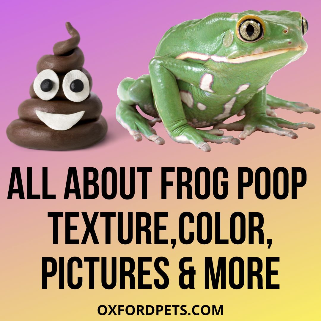 What Does A Frog Poop Look Like? (Pictures) 101 Guide - Oxford Pets