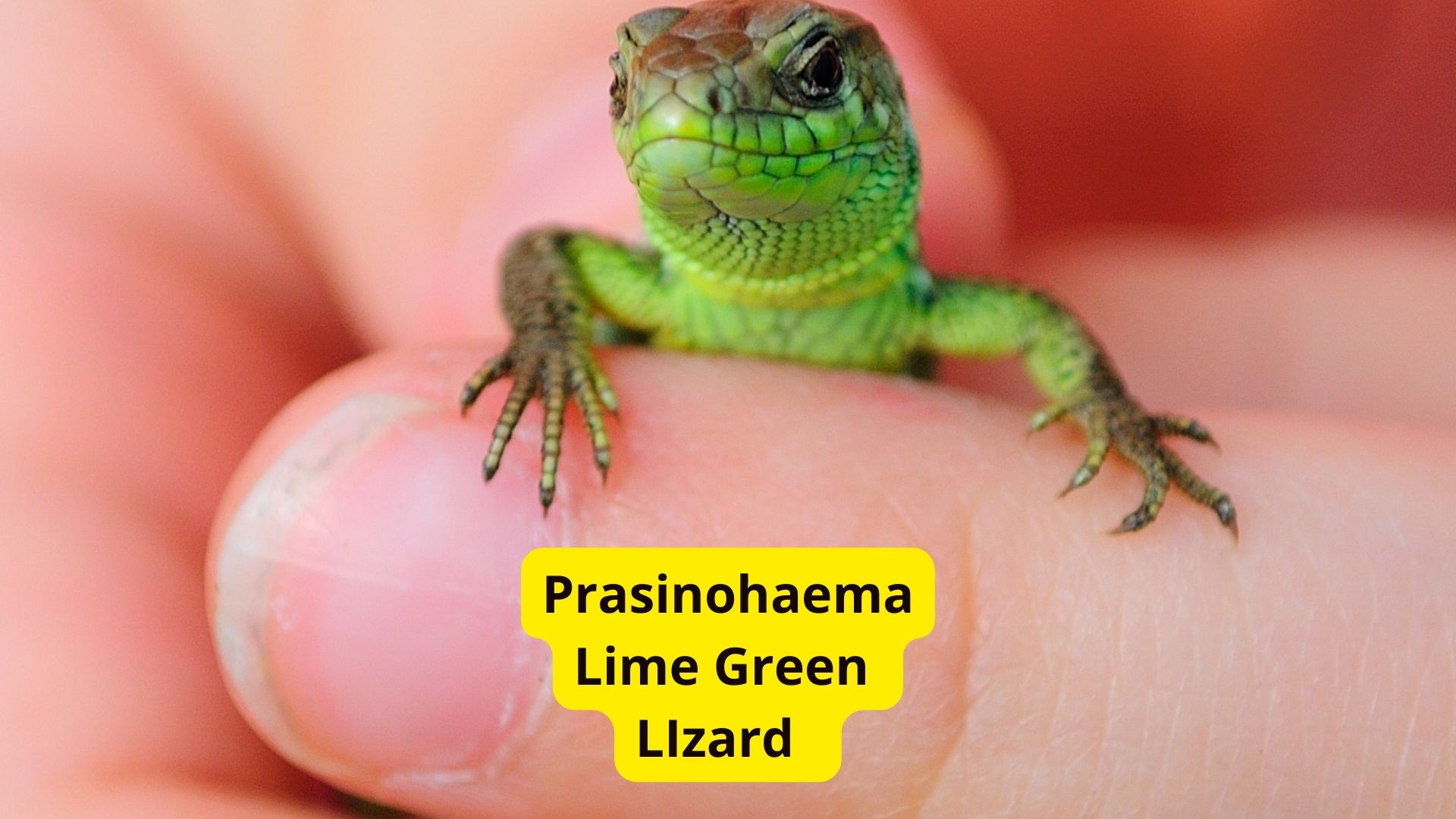25 Animals With Different Colored Blood: Blue, Green, Purple & More ...