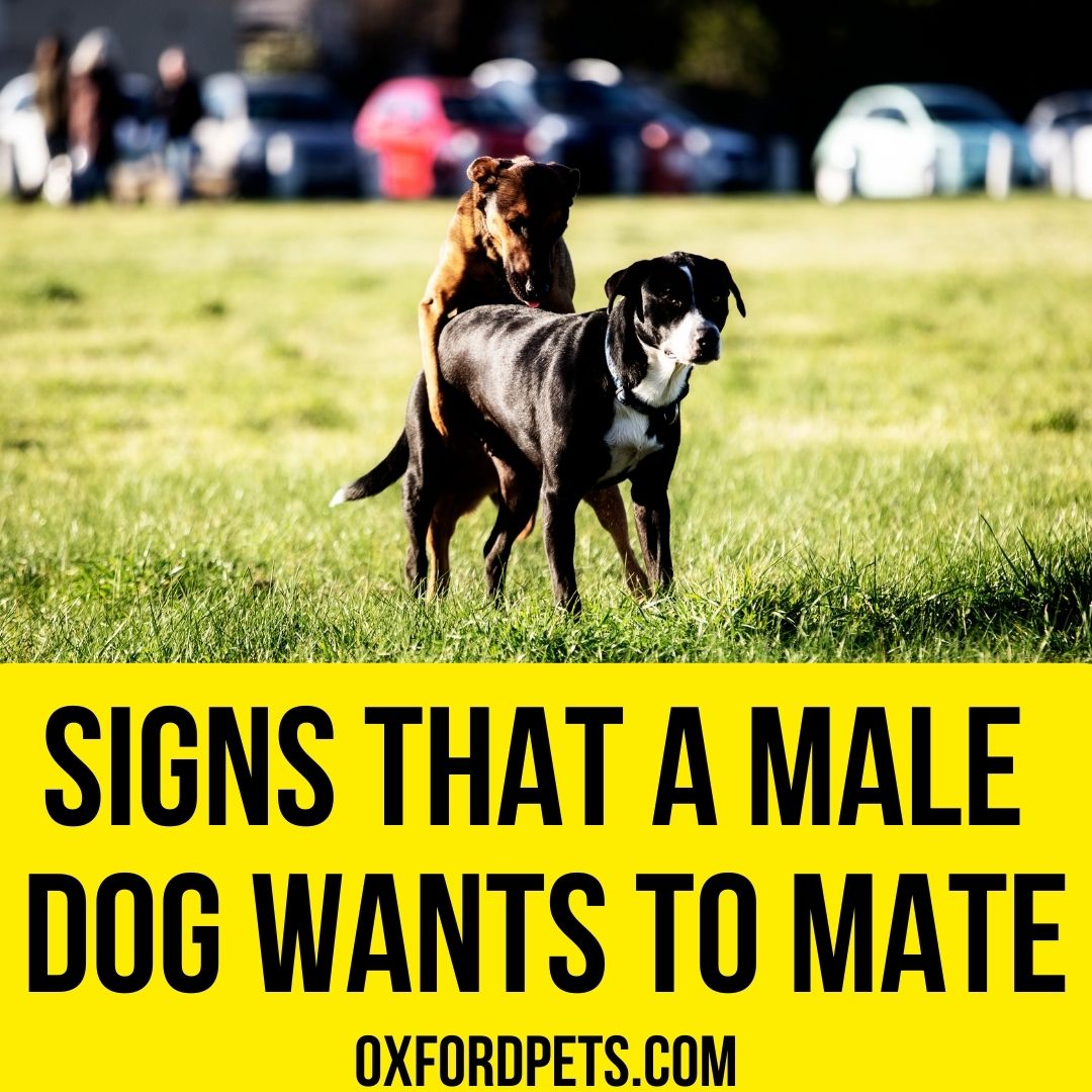 10+ Signs That A Male Dog Wants To Mate? - Oxford Pets