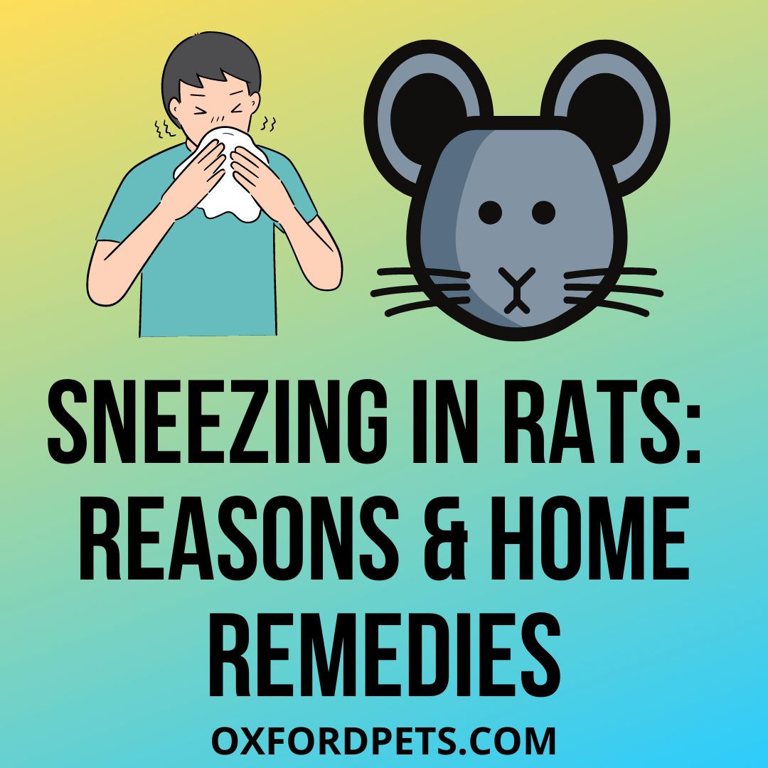 Rats Sneezing: 4 Reasons and 5 Home Remedies - Oxford Pets