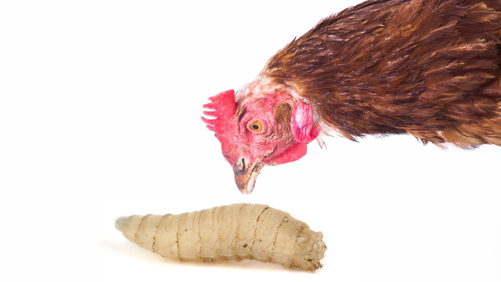Can Chickens Eat Maggots? [5 Benefits and 4 Risks] - Oxford Pets