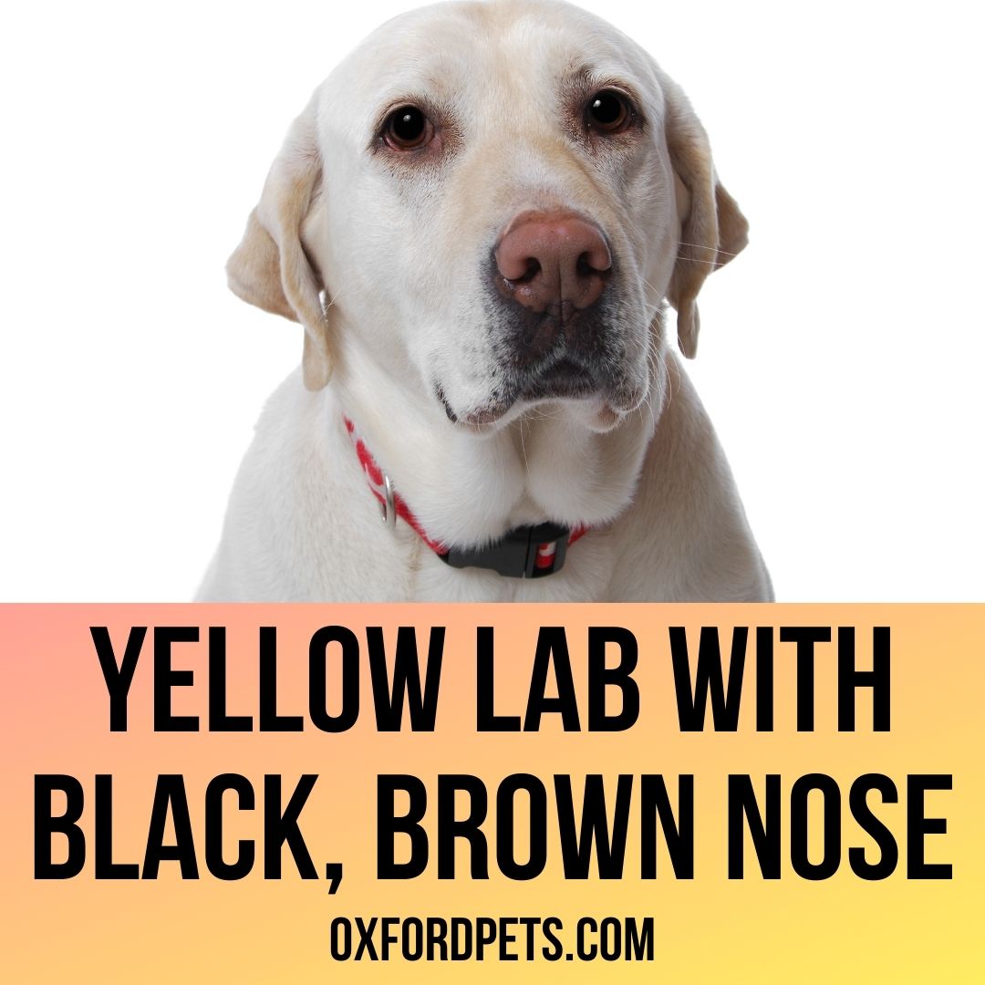 Yellow Lab Nose Color: Why Labs Have Black, Brown, Or Pink Nose? - Oxford Pets