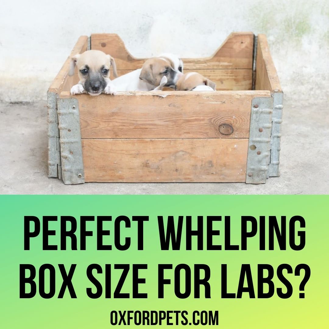What Size Whelping Box Is Perfect For Labs? 8 Box-Making Tips - Oxford Pets