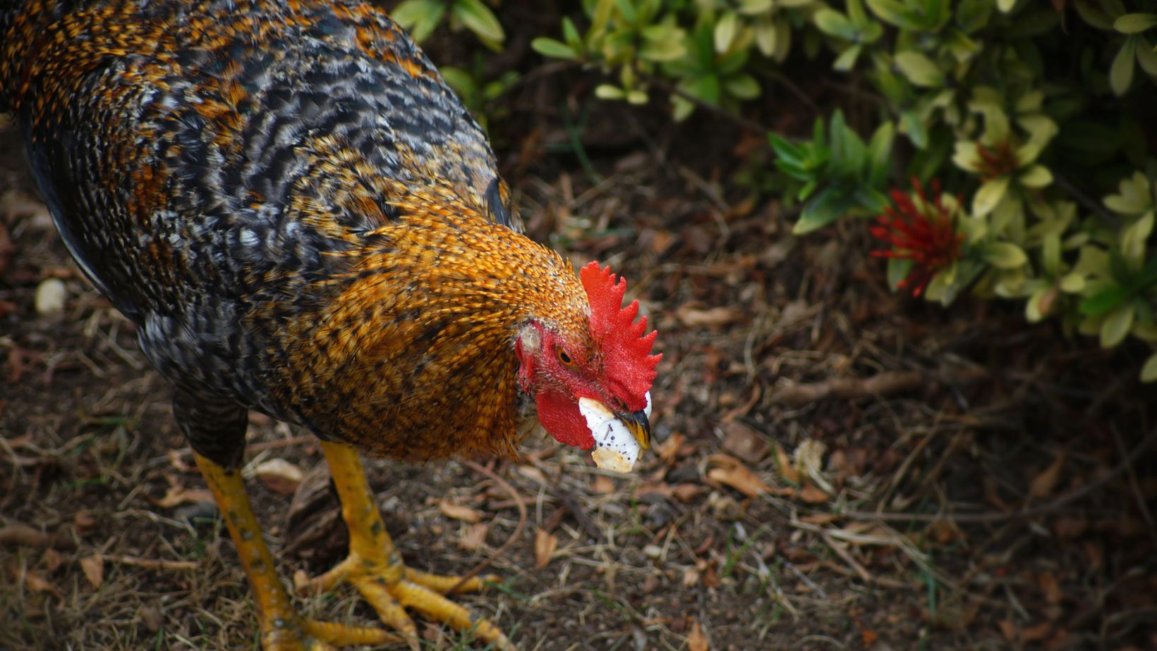 Can Chickens Eat Maggots? [5 Benefits and 4 Risks] - Oxford Pets
