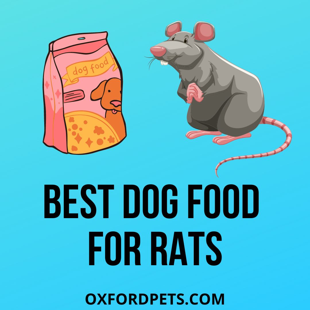 6 Best Dog Food For Rats: 2024 Updated List - Oxford Pets