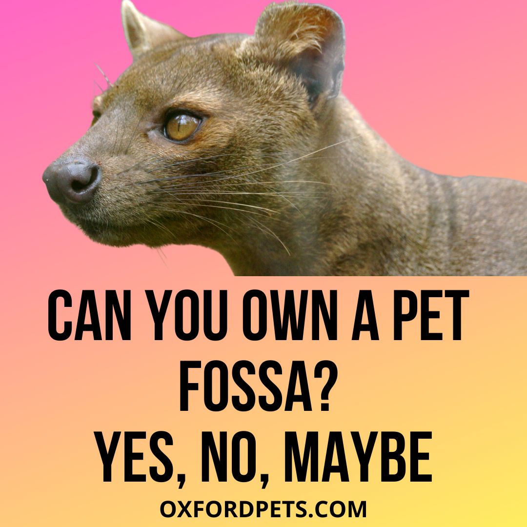 Can You Own A Pet Fossa? Is It Legal? - Oxford Pets
