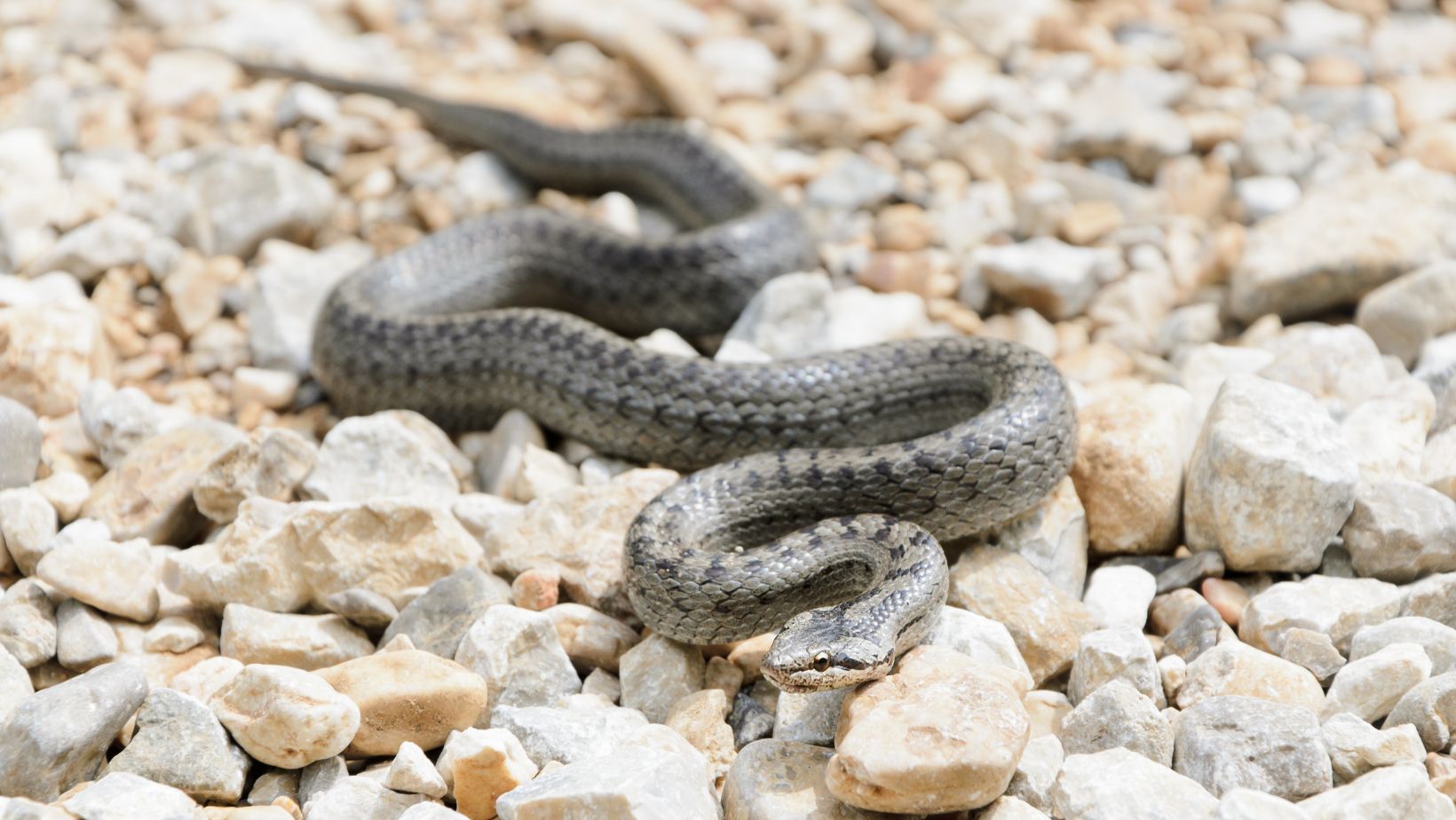 Snakes In Scotland – 101 Facts You Need To Know - Oxford Pets