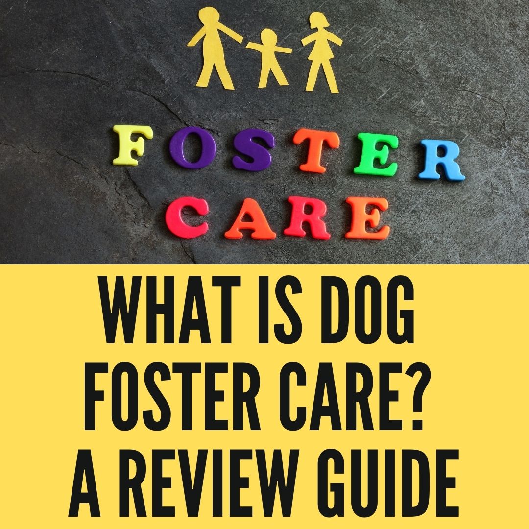 What Is Dog Foster Care? A review Guide - Oxford Pets