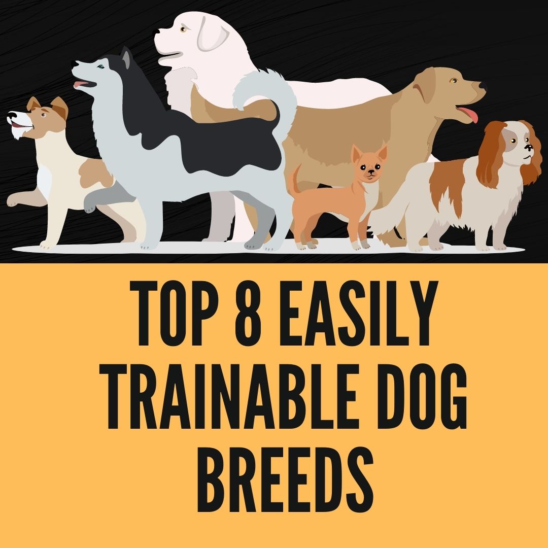 Top 8 Easily Trainable Dog Breeds - Oxford Pets