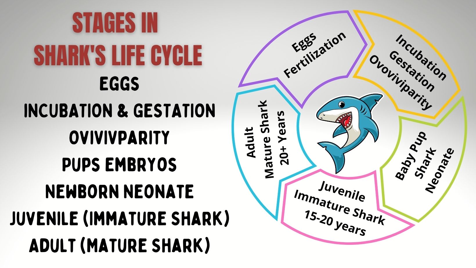 6 Stages Of Sharks Life Cycle [2022 Guide] - Oxford Pets