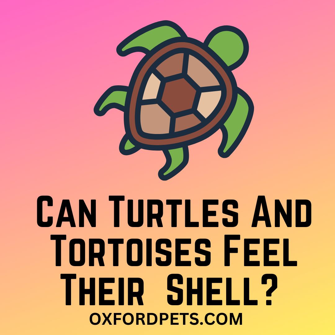 Can Turtles And Tortoises Feel Their Outside Shell? [101 Shell Facts ...