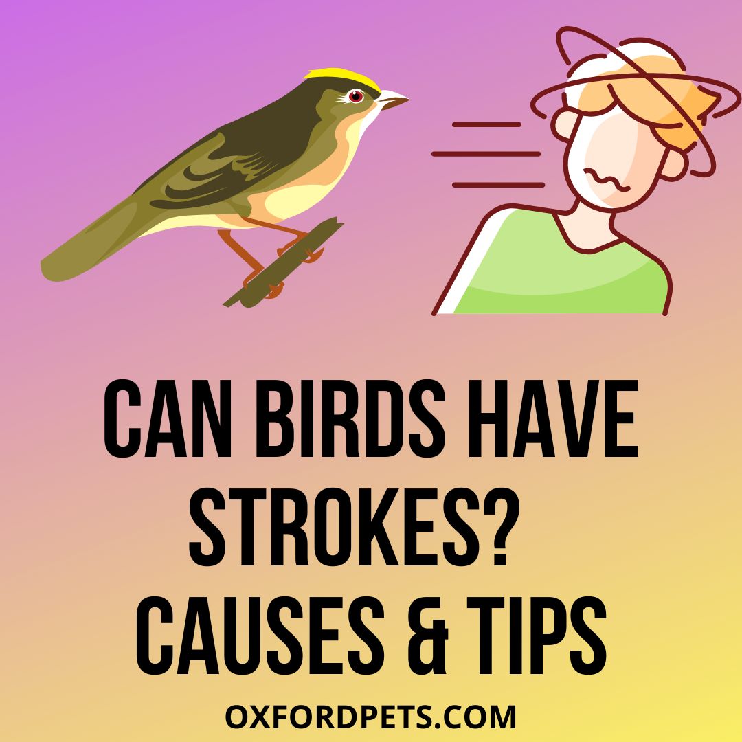 Can Birds Have Strokes? (Symptoms, Causes, And Tips) - Oxford Pets