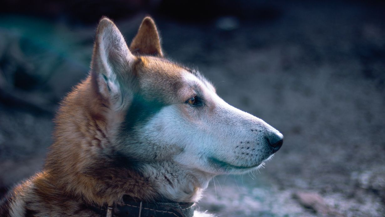 17 Bear Hunting Dog Breeds To Keep Bears Away - Oxford Pets