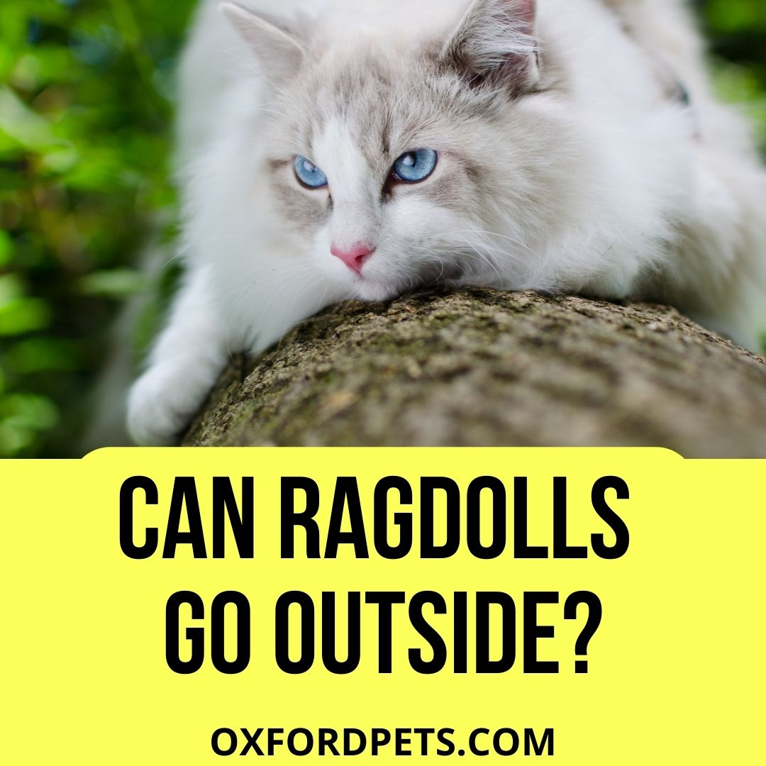 Can Ragdolls Go Outside? (5 Pros & cons) - Oxford Pets