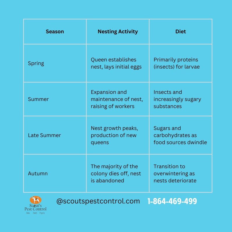 Beware Of Ground Nesting Yellow Jackets